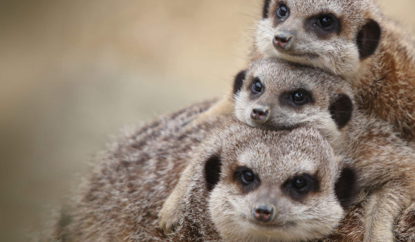 VIP Animal Experience • Cannon Hall Farm